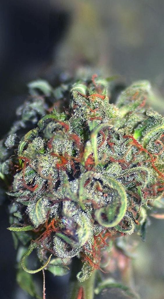 What Is Сali Weed: A Complete Guide - HUB420 Blog